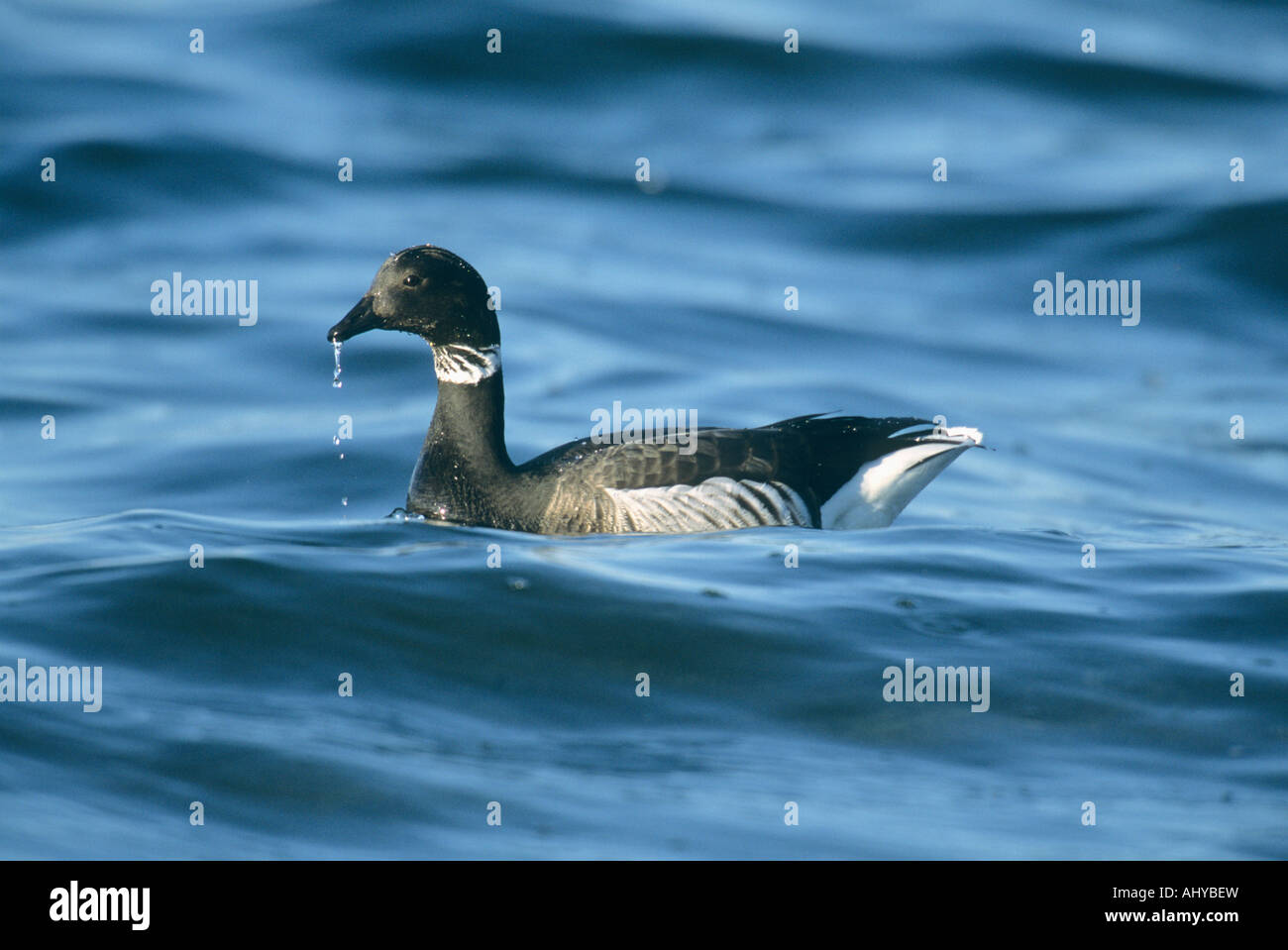 Brant goose hi-res stock photography and images - Alamy