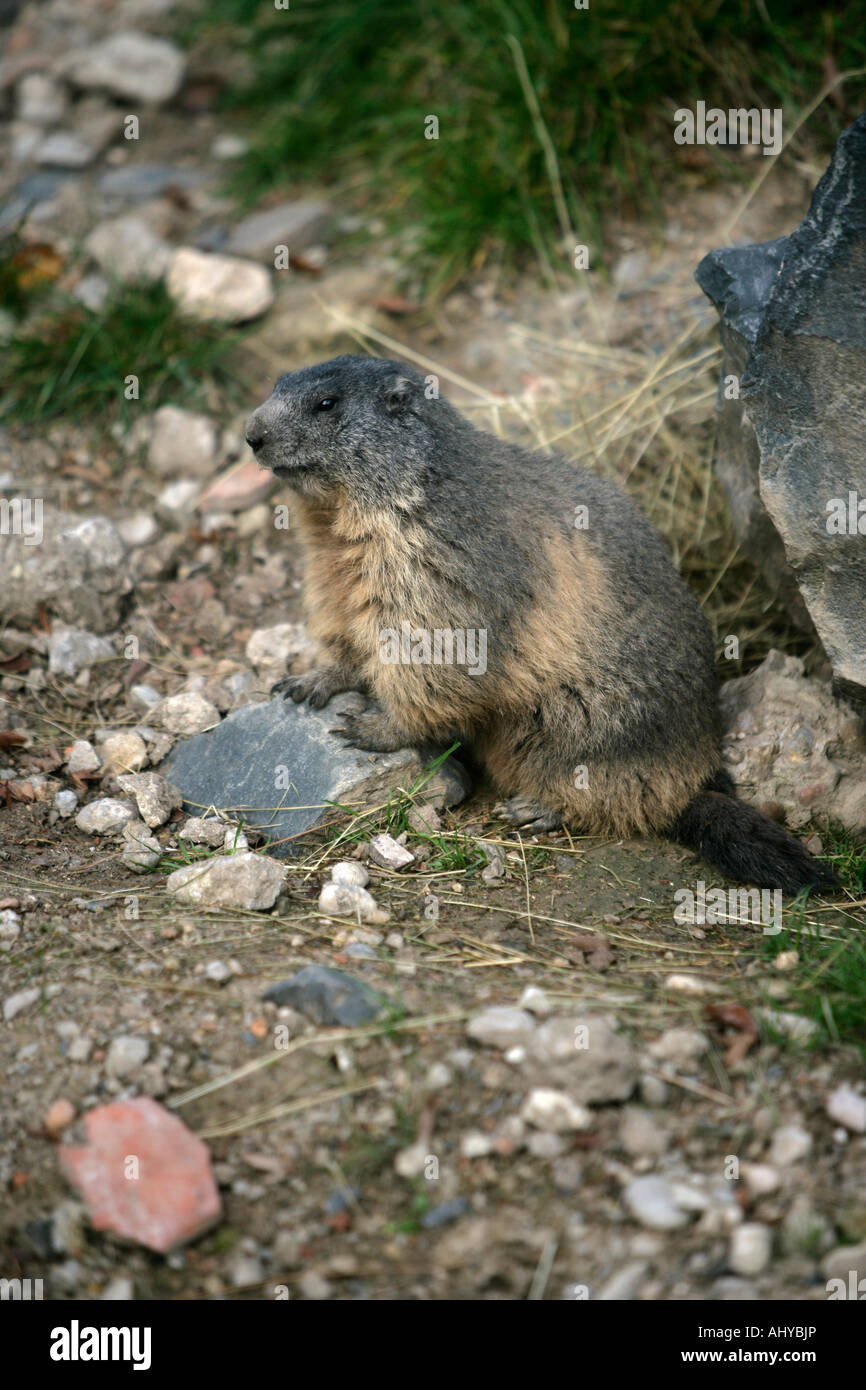 Marmota marmota hi-res stock photography and images - Alamy