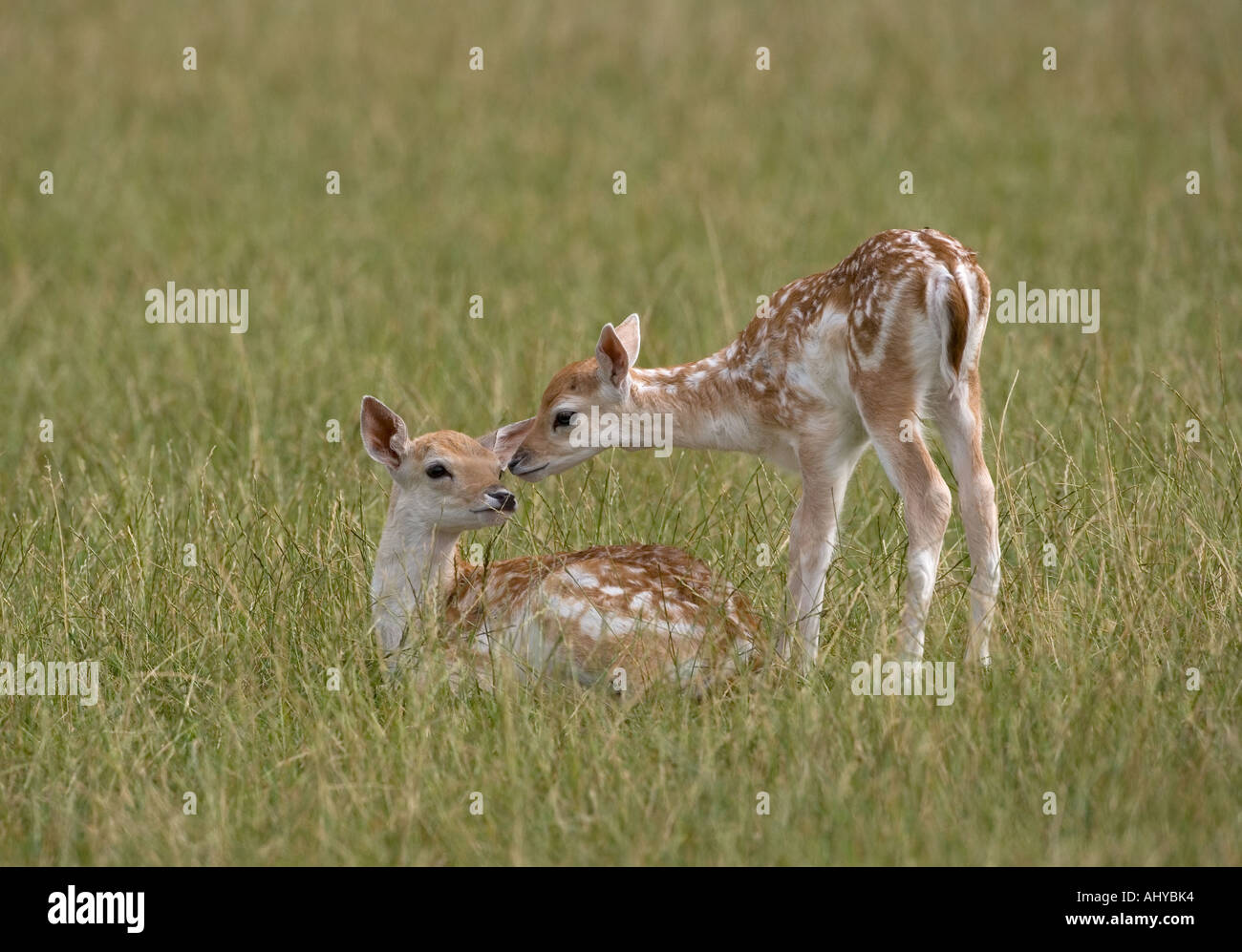 Fallow Deer Fawns Cervus dama Stock Photo - Alamy