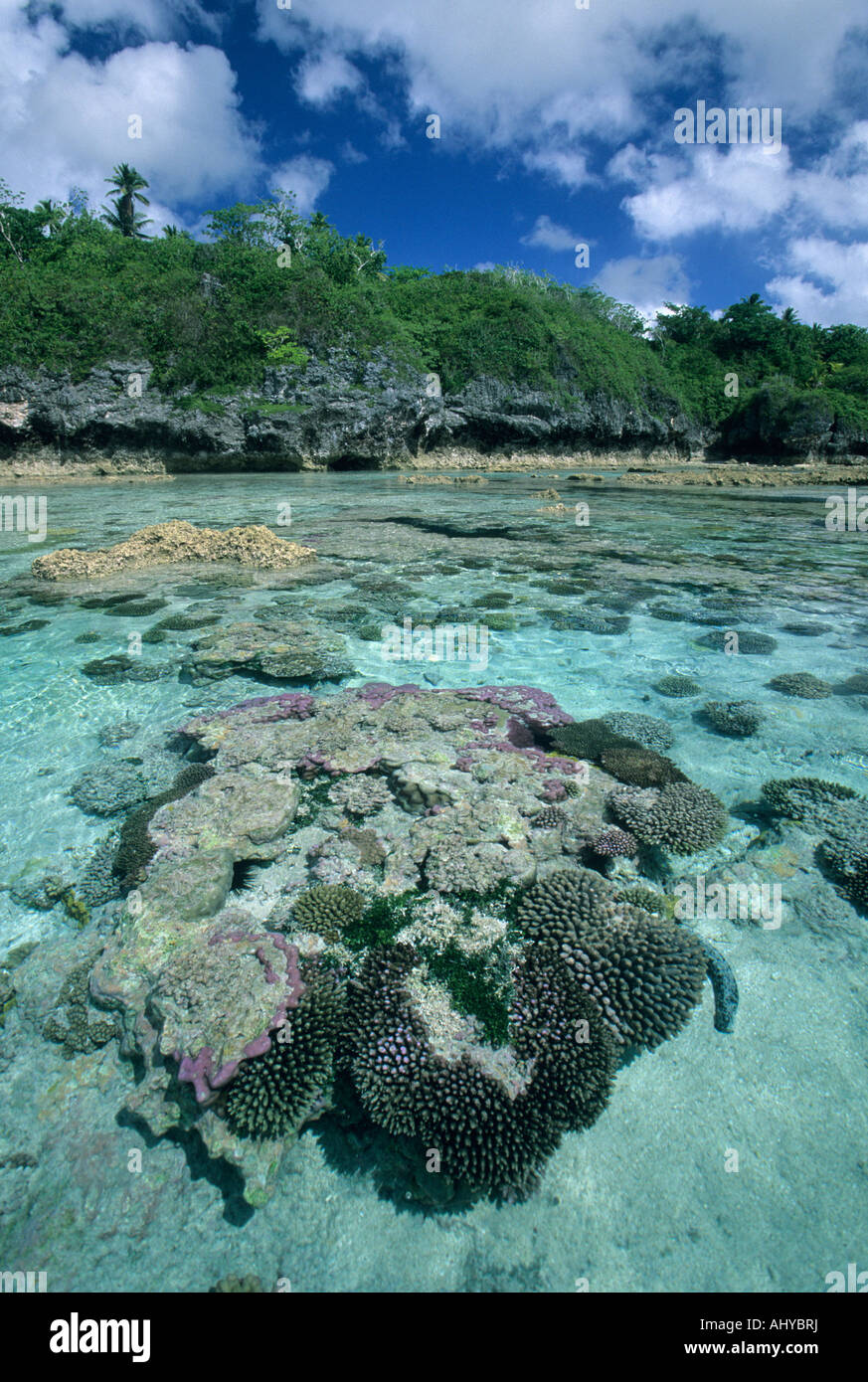 Coral Reef, Niue Island, South Pacific Stock Photo - Alamy