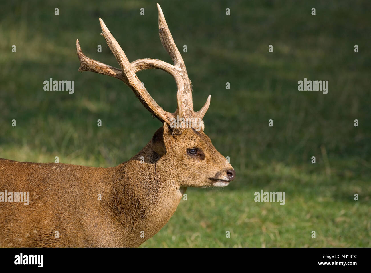 Indian Hog Deer Cervus porcinus males Stock Photo - Alamy