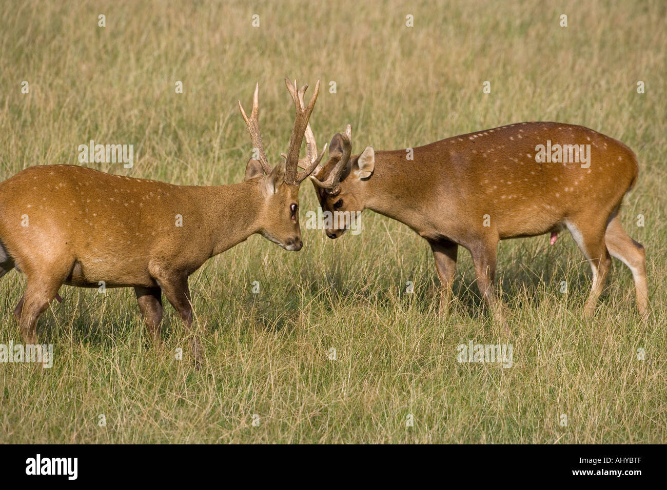 Indian Hog Deer Cervus porcinus Fighting Stock Photo - Alamy
