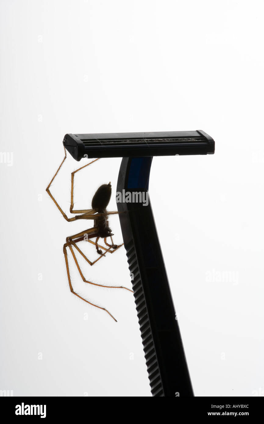 Common house spider Parasteatoda tepidariorum Stock Photo - Alamy
