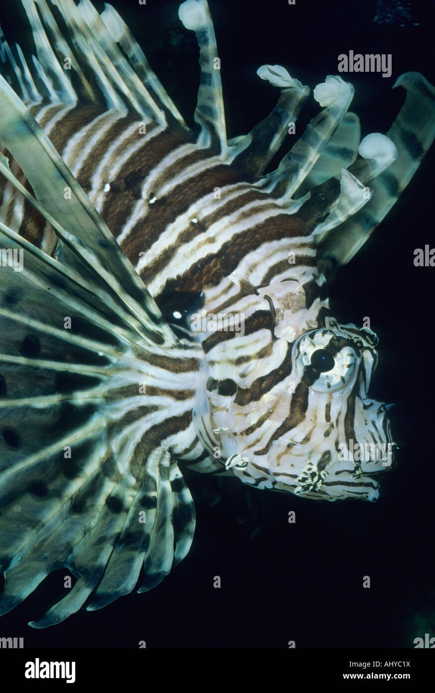 Eyes fish lionfish hi-res stock photography and images - Alamy