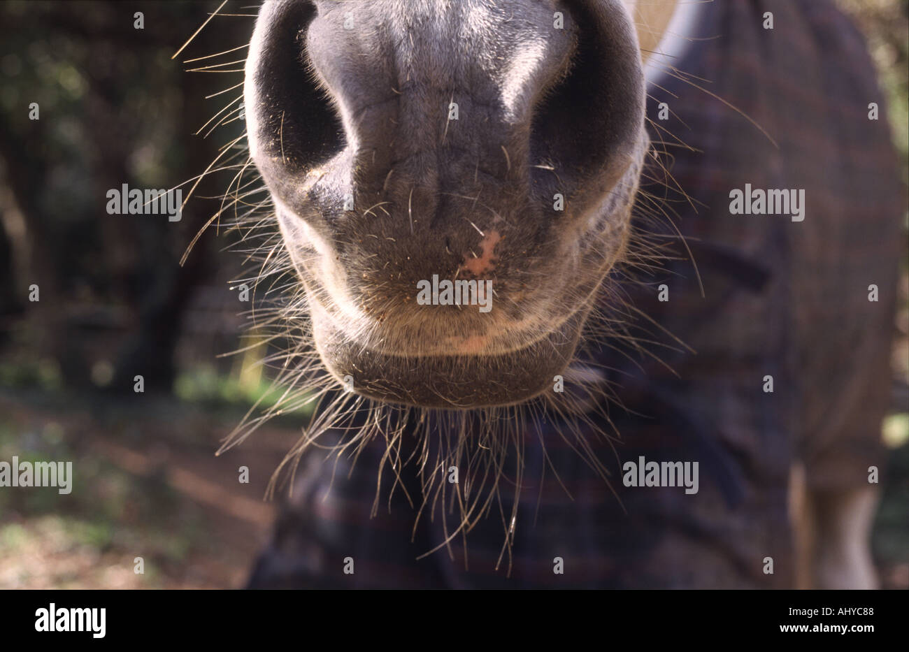 Horses lips hi-res stock photography and images - Alamy