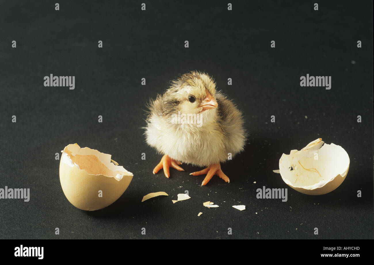 Newly Hatched Chicken Stock Photo - Alamy