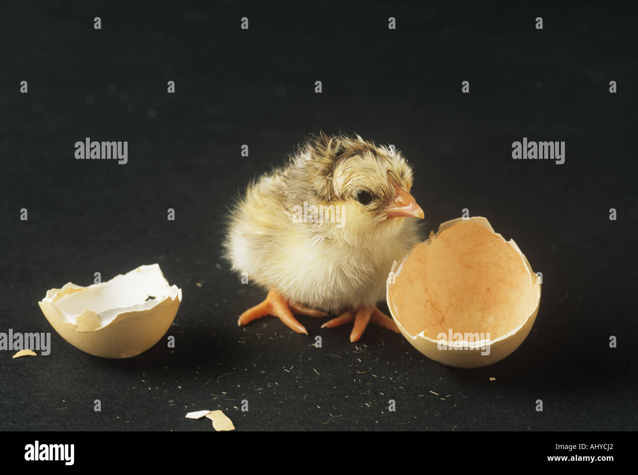 Newly Hatched Chicken Stock Photo - Alamy