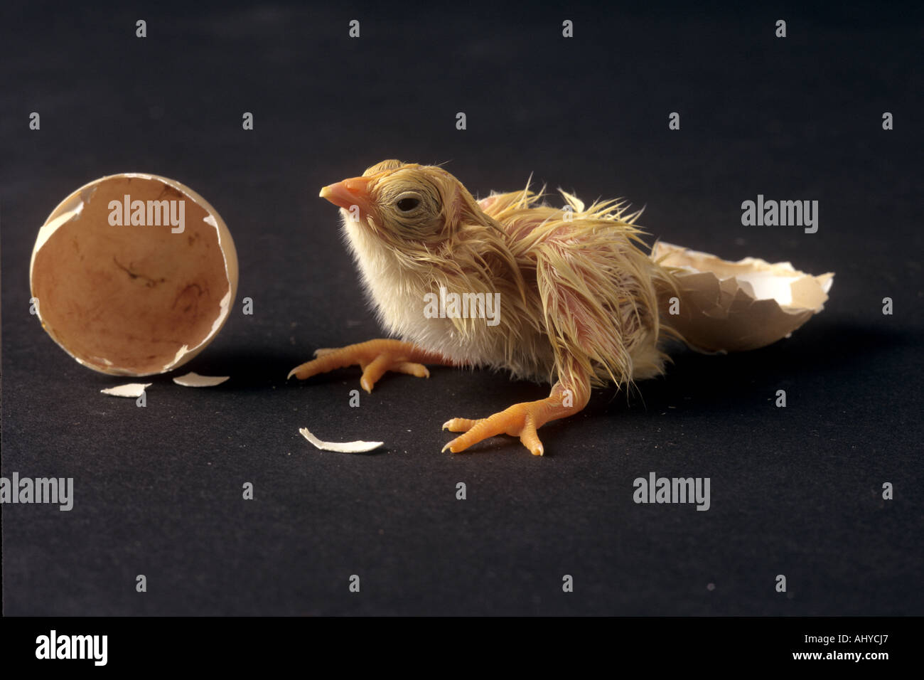 Newly Hatched Chicken Stock Photo - Alamy