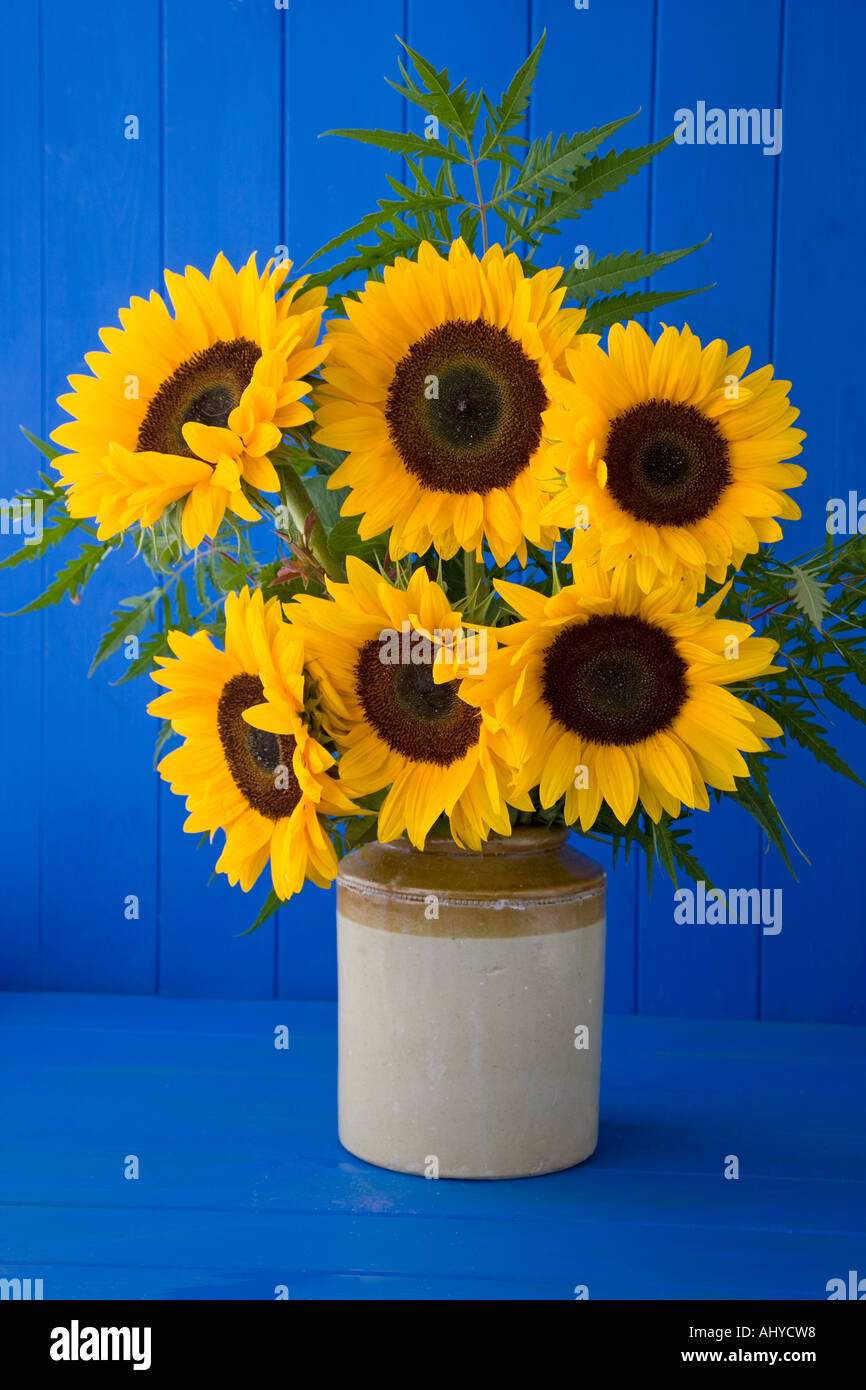 Blue and white plants hi-res stock photography and images - Alamy