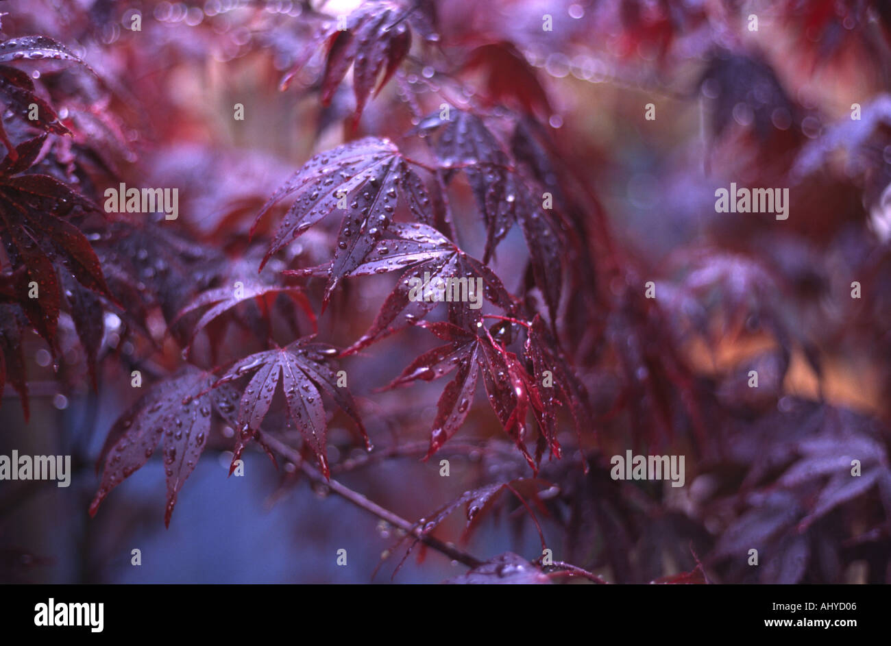 Close up of Japanese Maple Acer Palmatum Bloodgood Stock Photo - Alamy