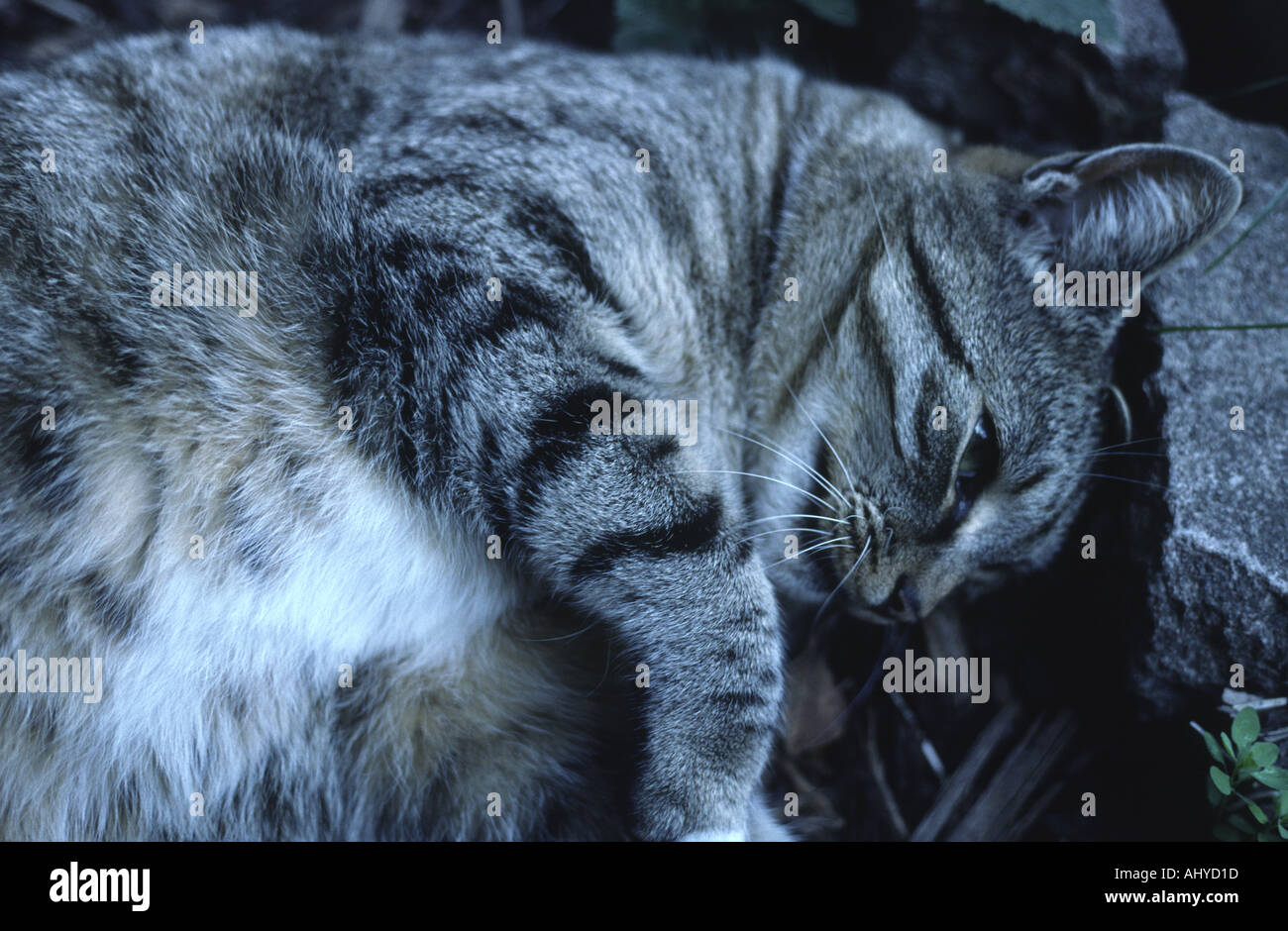 Cat loafing on grass Stock Photo - Alamy