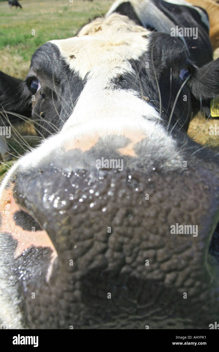 Frisian farmer hi-res stock photography and images - Alamy