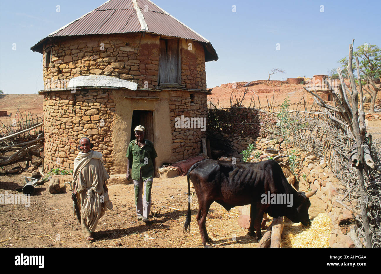 A traditional elderly farming couple with their cows, outside their ...