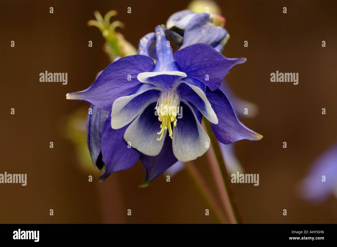 Purple aquilegia plants hi-res stock photography and images - Alamy