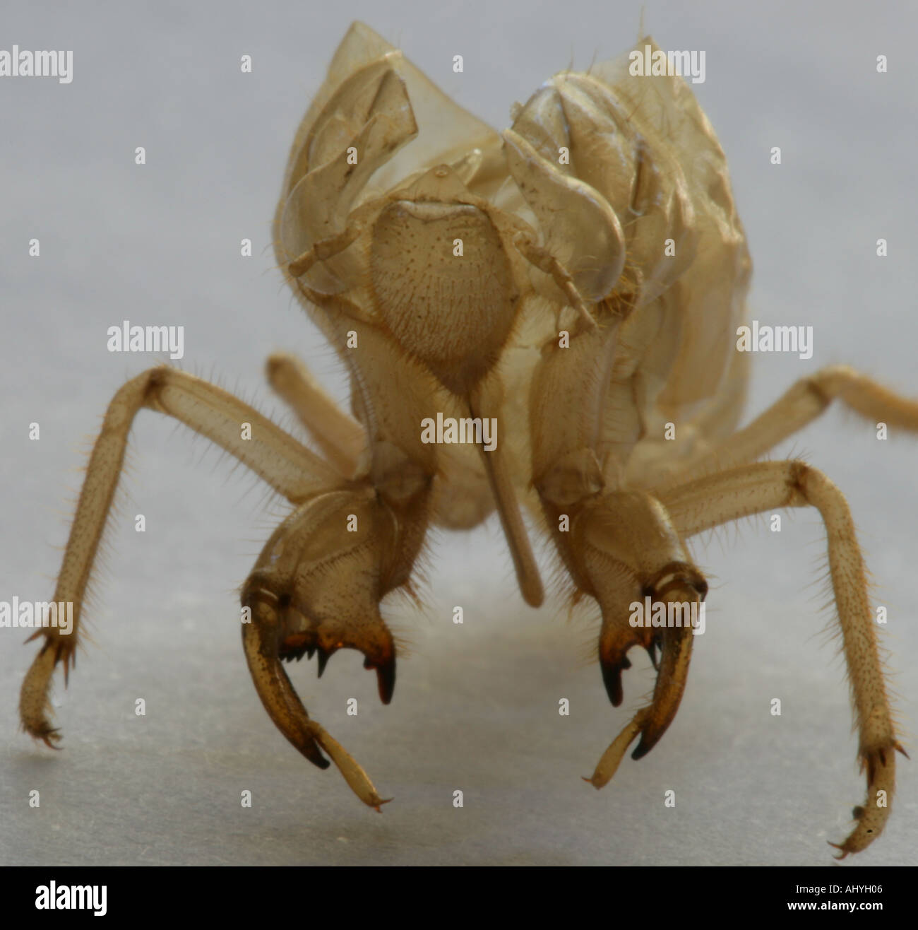 Cicada husk hi-res stock photography and images - Alamy