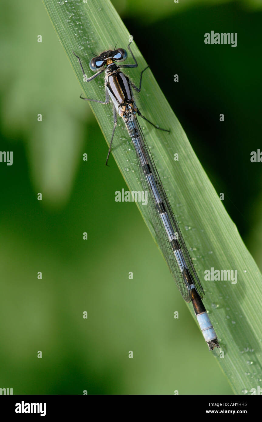 Common blue damselfly Portrait Stock Photo - Alamy