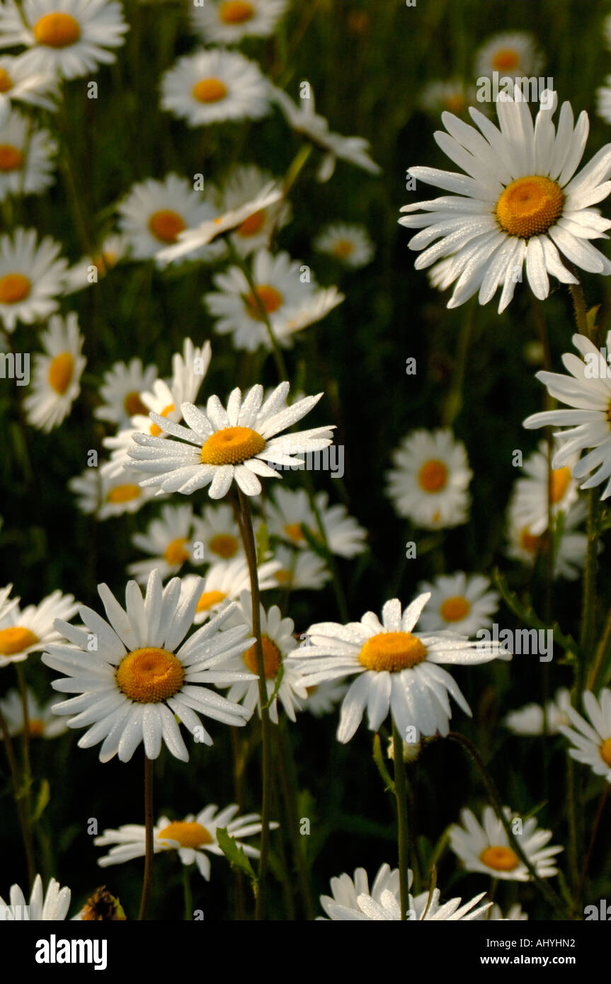 Daisy in the early morning hi-res stock photography and images - Alamy