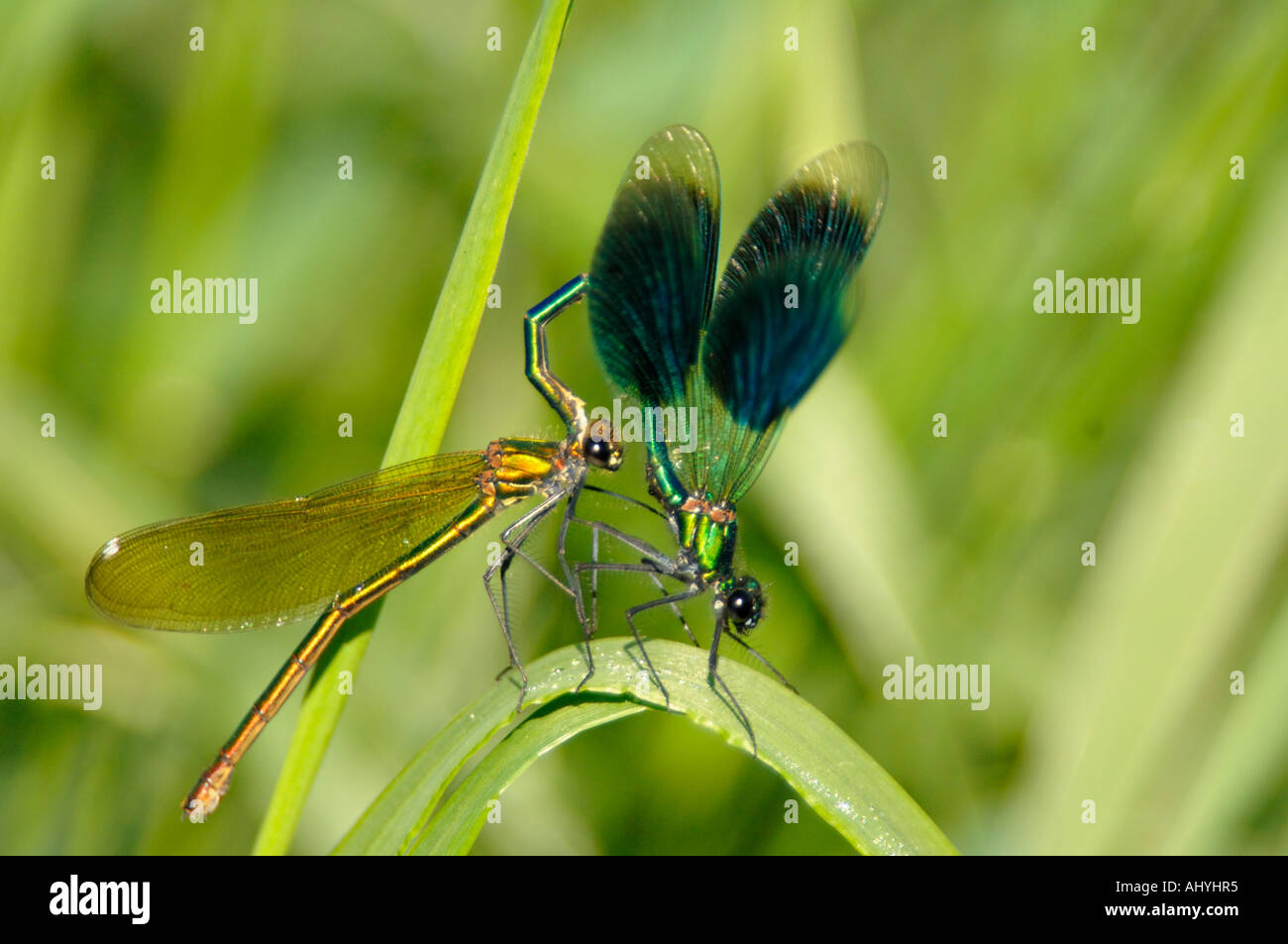 Mating c hi-res stock photography and images - Alamy
