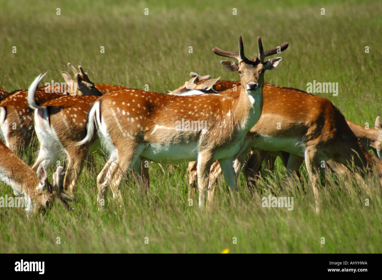 Fallow deer roaming hi-res stock photography and images - Alamy