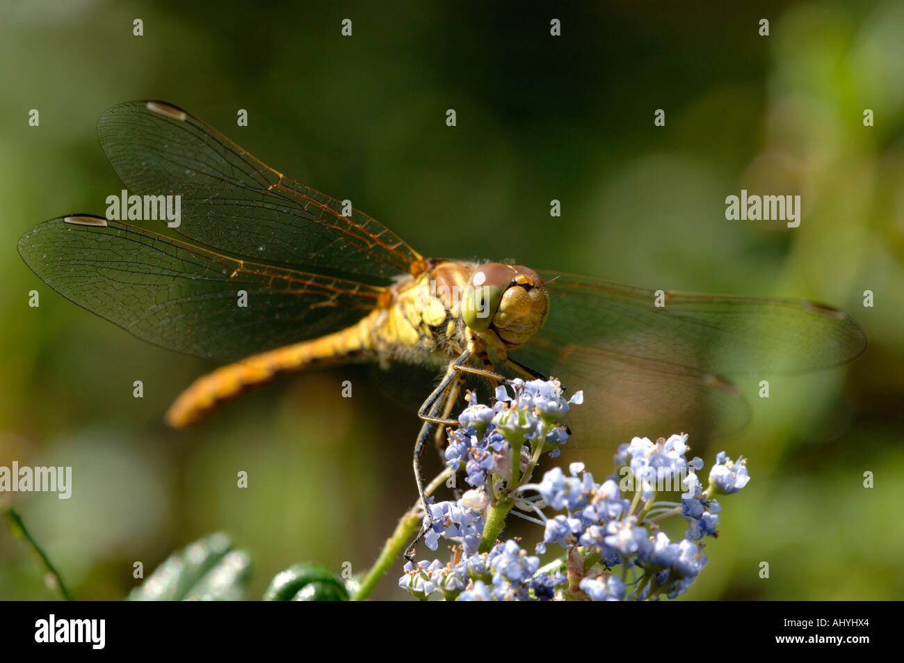 Dragonfly insects hi-res stock photography and images - Alamy