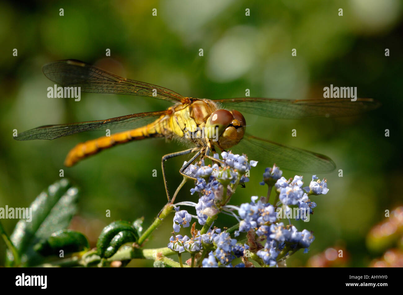 Common Darter Dragonfly Macro Stock Photo - Alamy