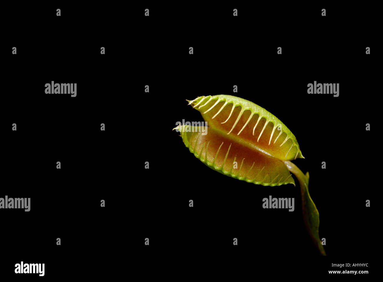 Single Venus flytrap, Dionaea muscipula, open, against black Stock ...