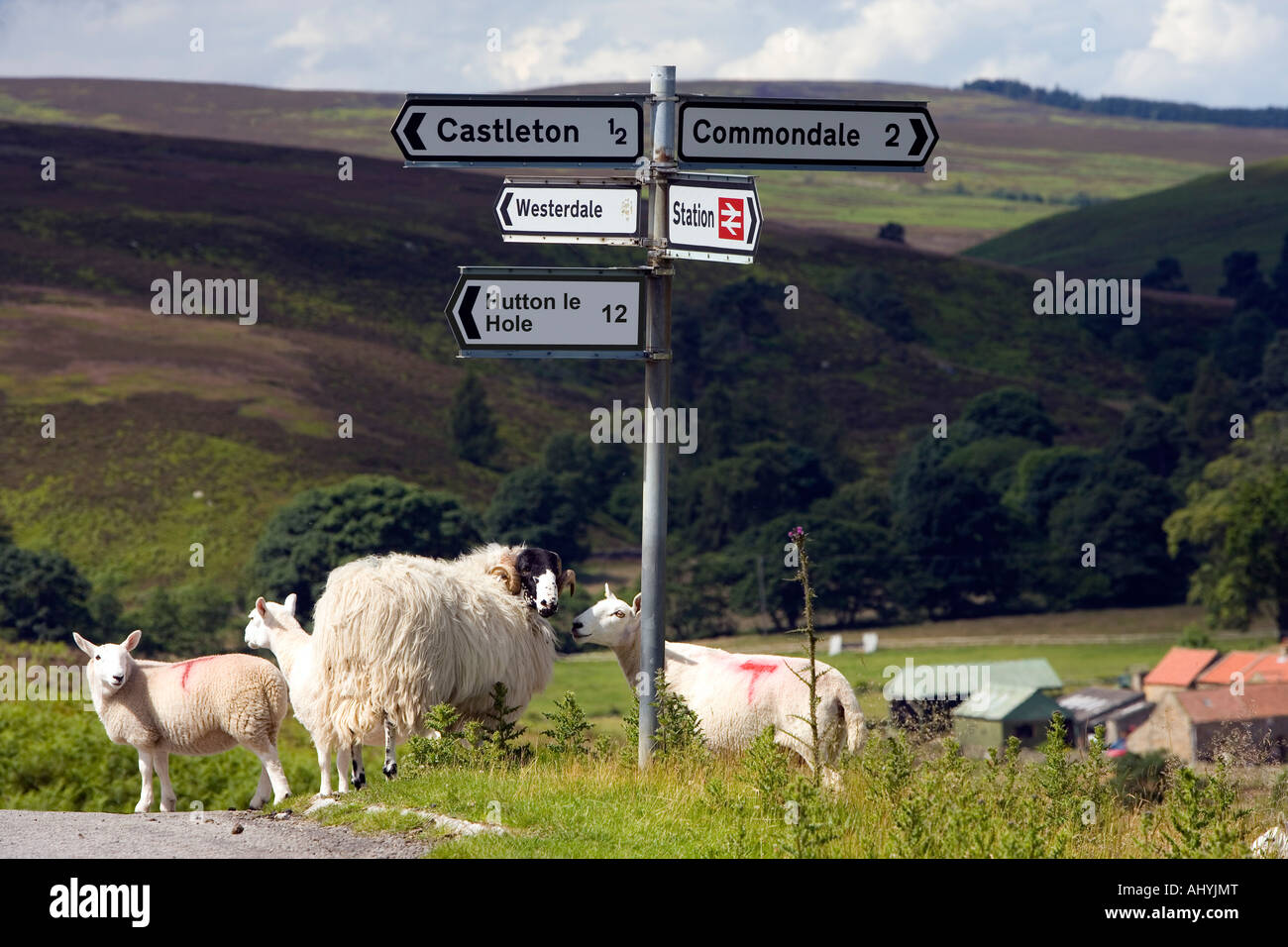 North Yorkshire rural road sign with sheep and lambs England Stock ...