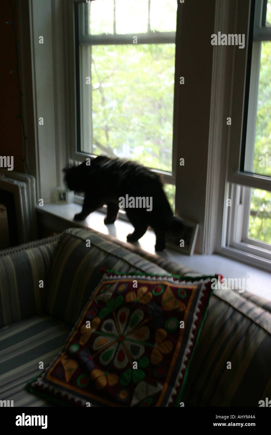 Cat walking behind sofa Stock Photo - Alamy