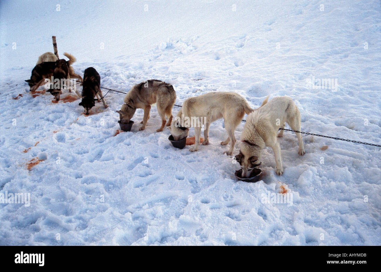 Feeding Husky sled dogs along the Kungsleden trail in Lappland Northern ...