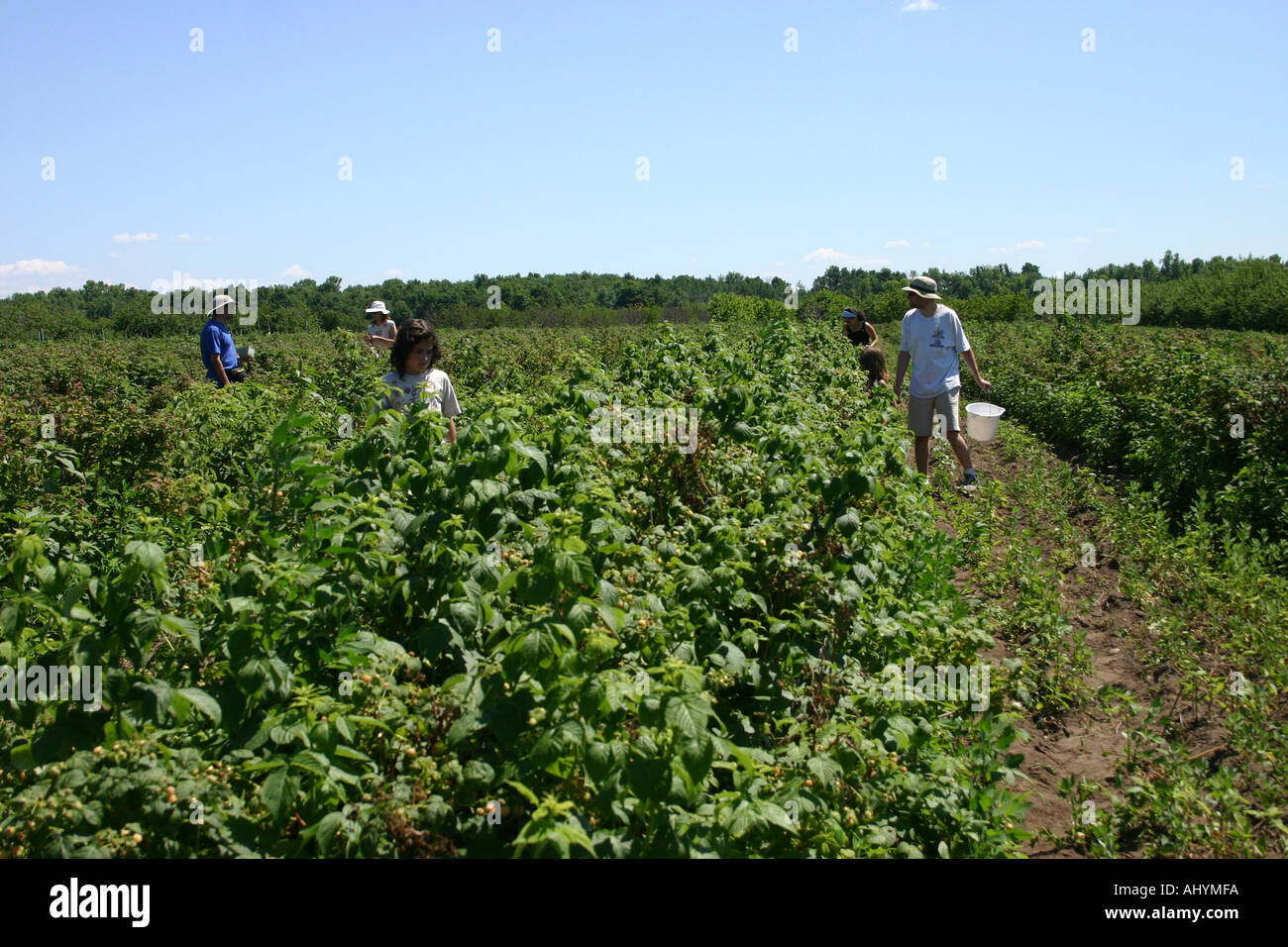 Family picking raspberries in Michigan Stock Photo - Alamy