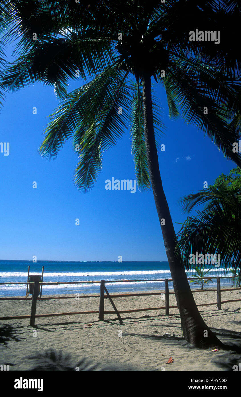 Coconut palm at Camping Cocos by the beach at Playa Samara Nicoya ...