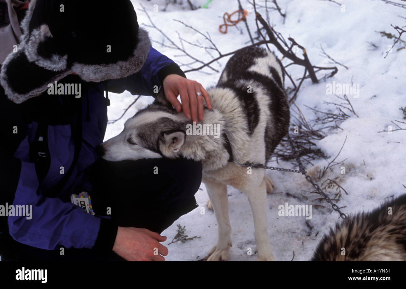 Musher with husky dog Lappland Northern Sweden Musher with husky dog ...