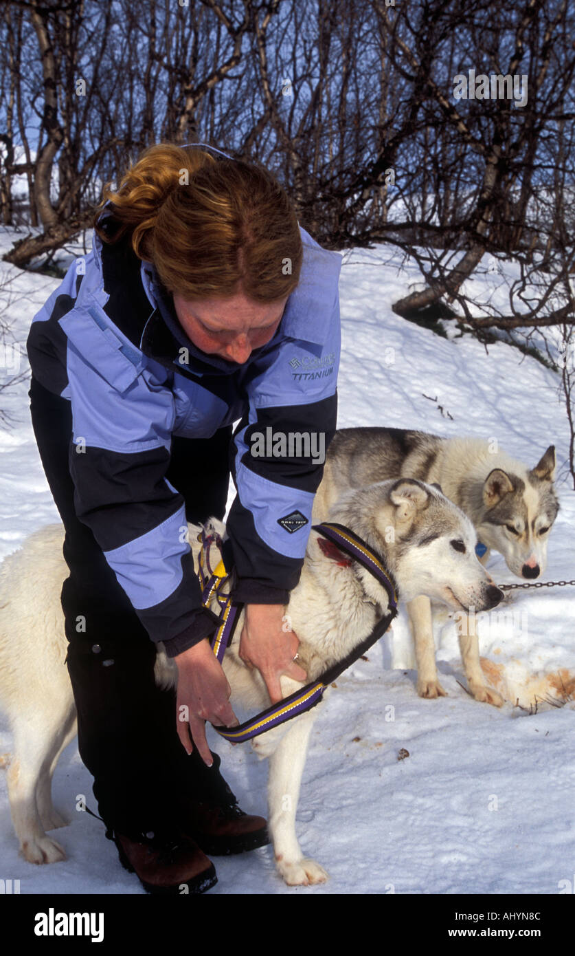 Musher with husky dog Lappland Northern Sweden Musher with husky dog ...