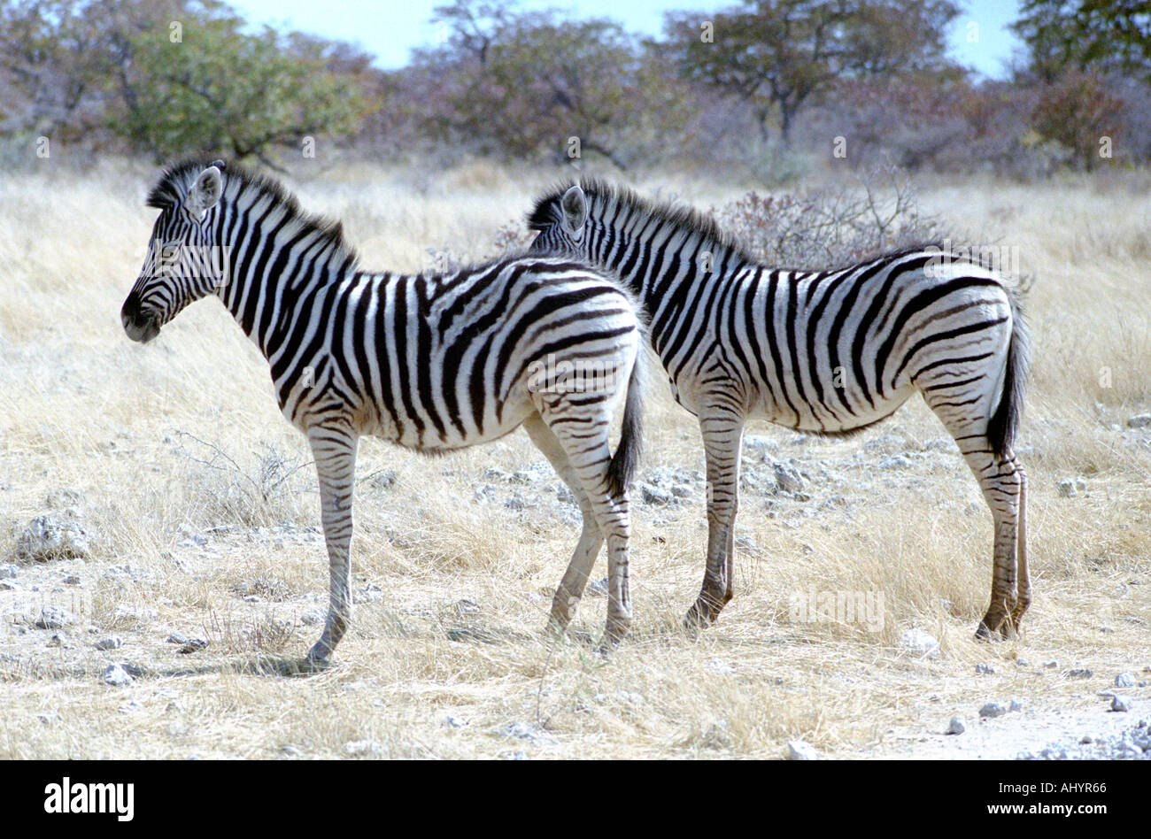 Two young zebras Stock Photo - Alamy