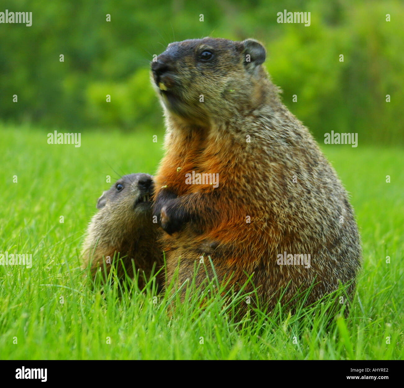 groundhog with baby Stock Photo - Alamy