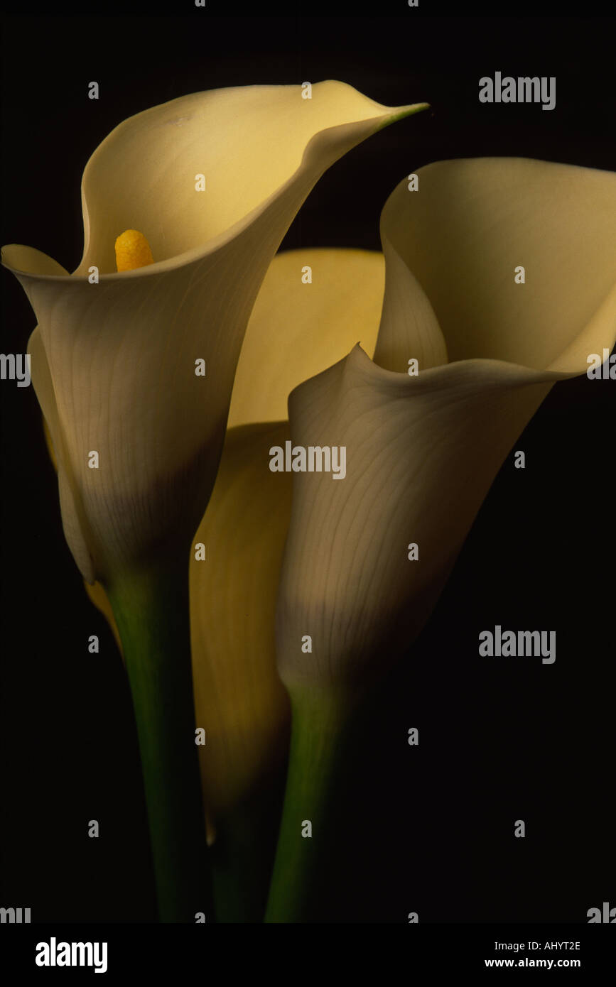 THREE CALLA LILY Stock Photo - Alamy