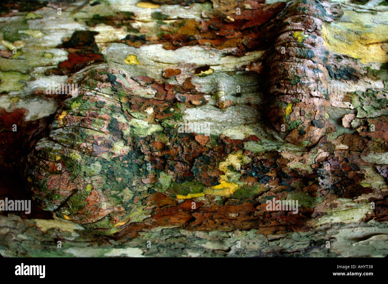 Tree bark in rain hi-res stock photography and images - Alamy