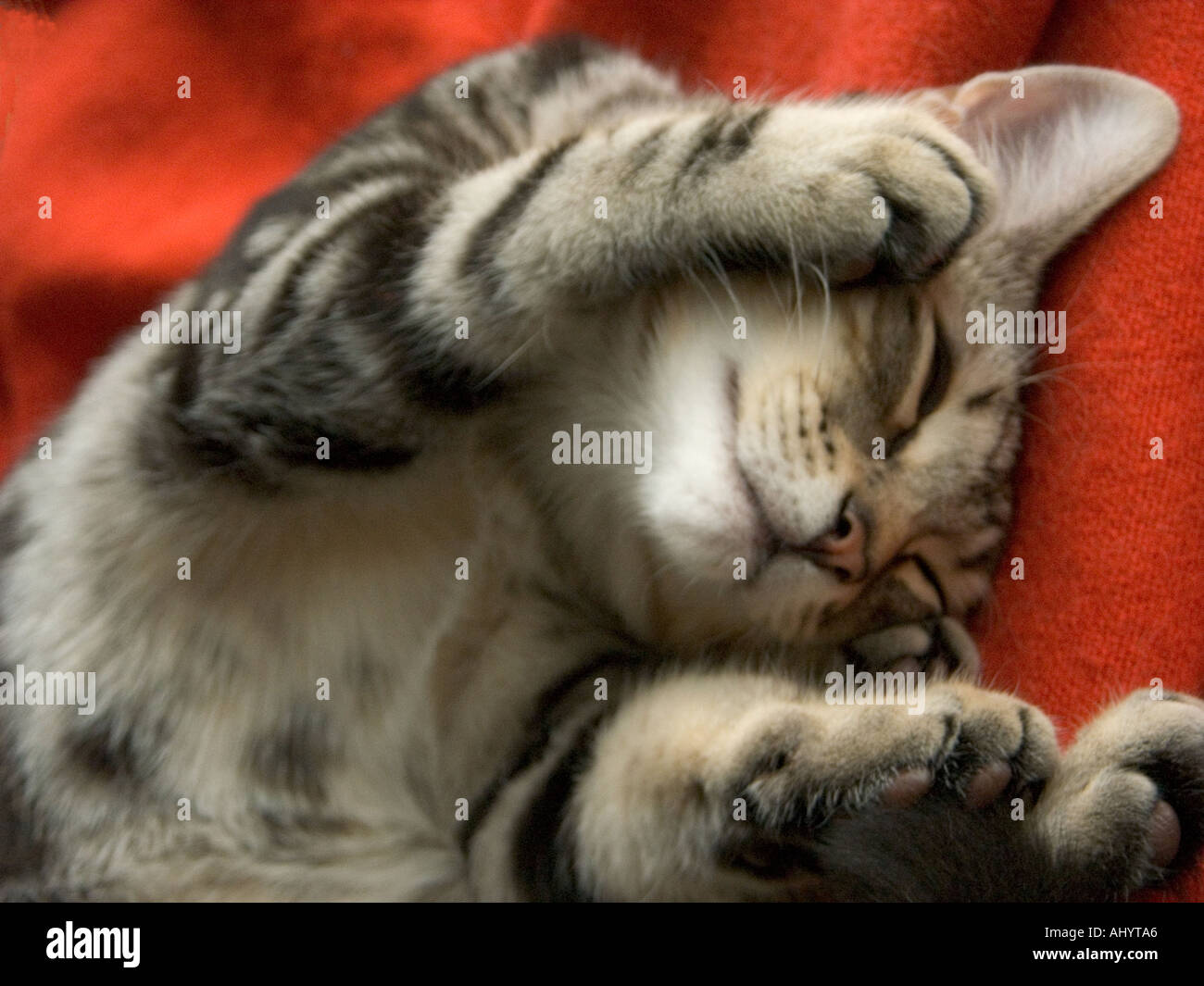 cat sleeping on its back Stock Photo - Alamy