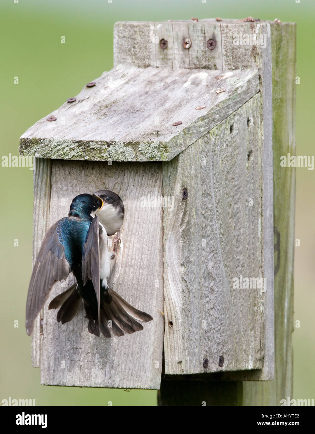 MALE TREE SWALLOW Stock Photo - Alamy