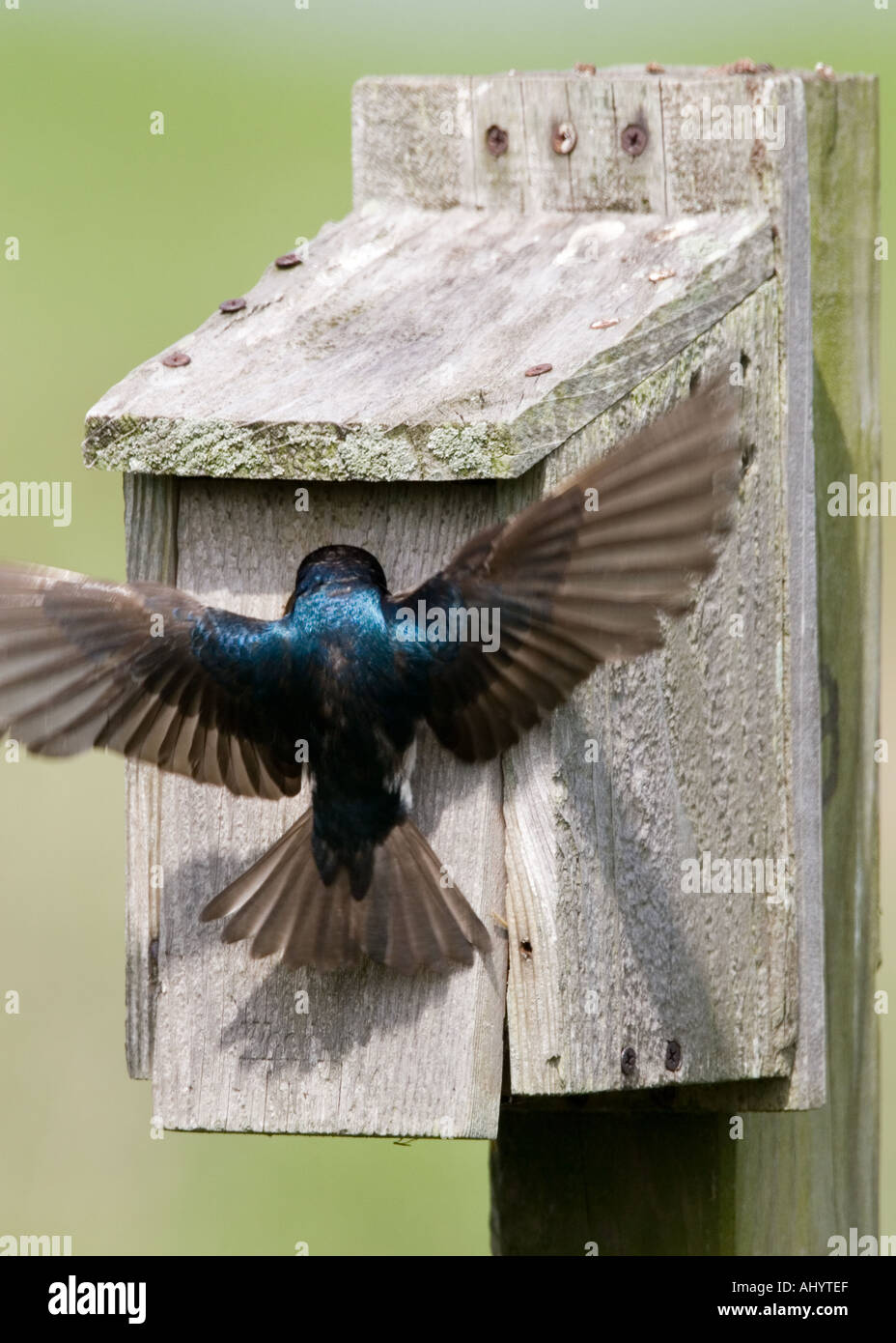 MALE TREE SWALLOW Stock Photo - Alamy