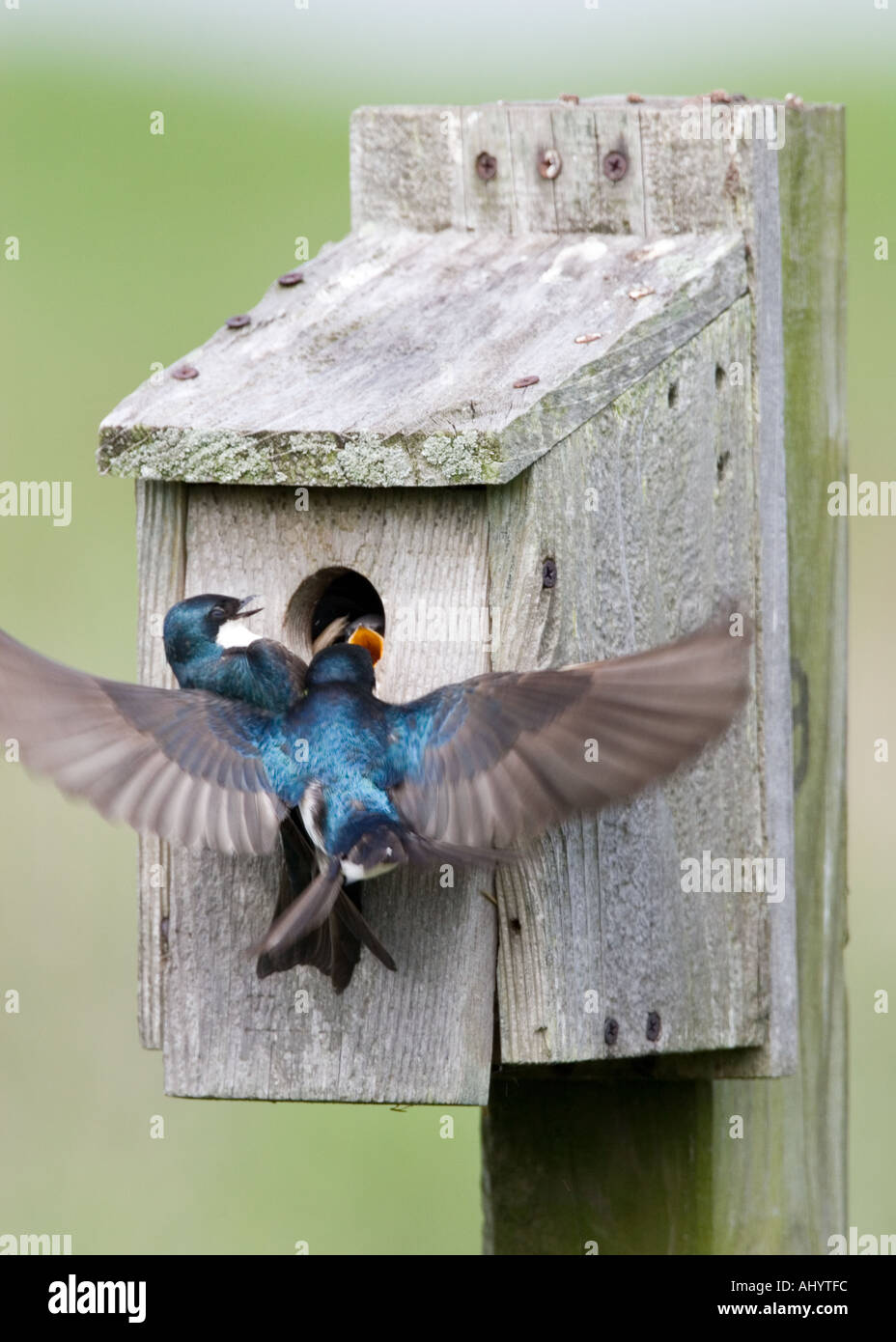 MALE TREE SWALLOW Stock Photo - Alamy
