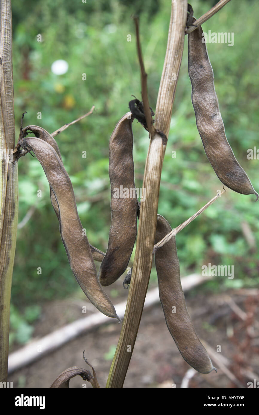 Beans drying on stalk hi-res stock photography and images - Alamy