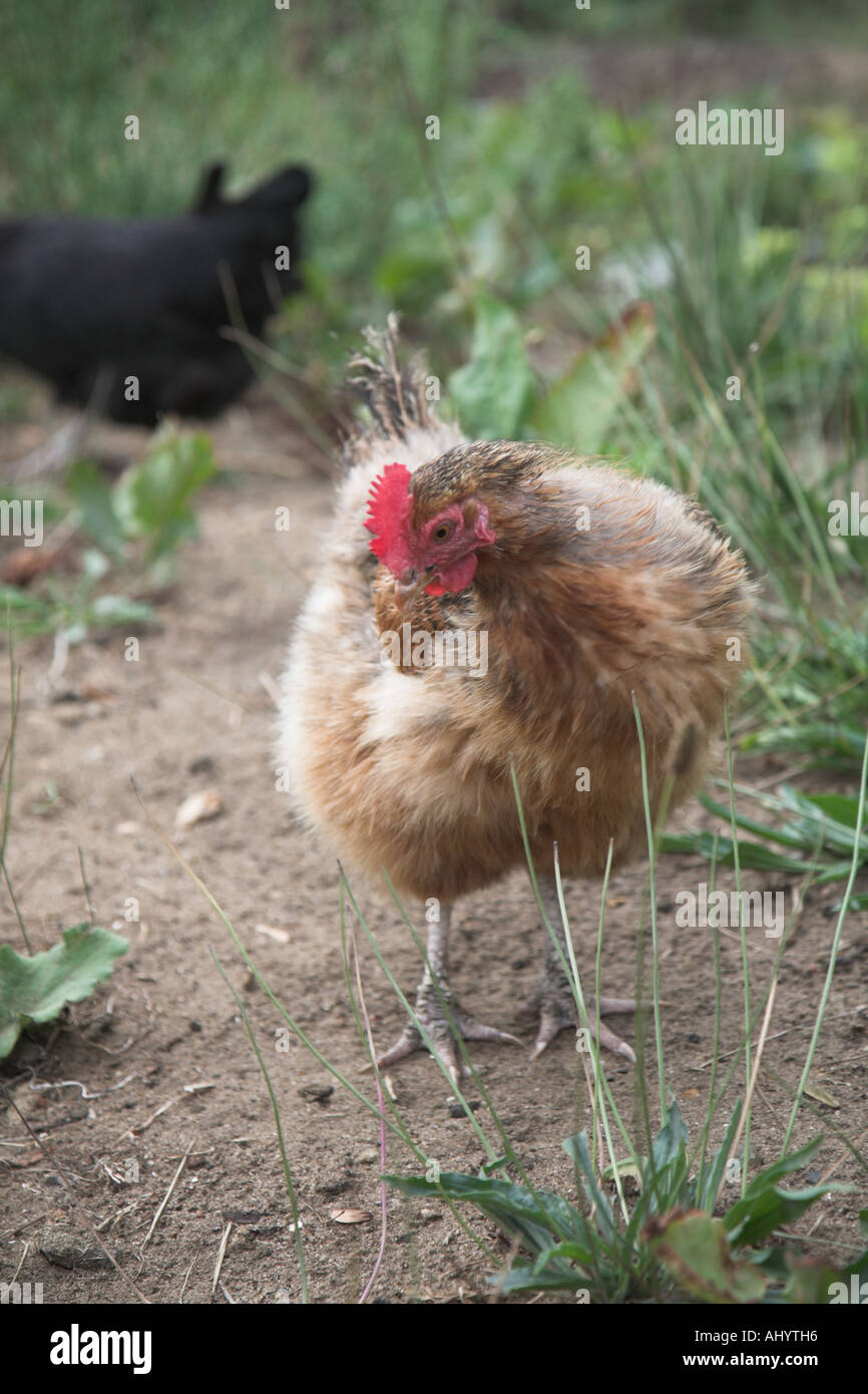 Free range young fluffy feathered hen Stock Photo - Alamy