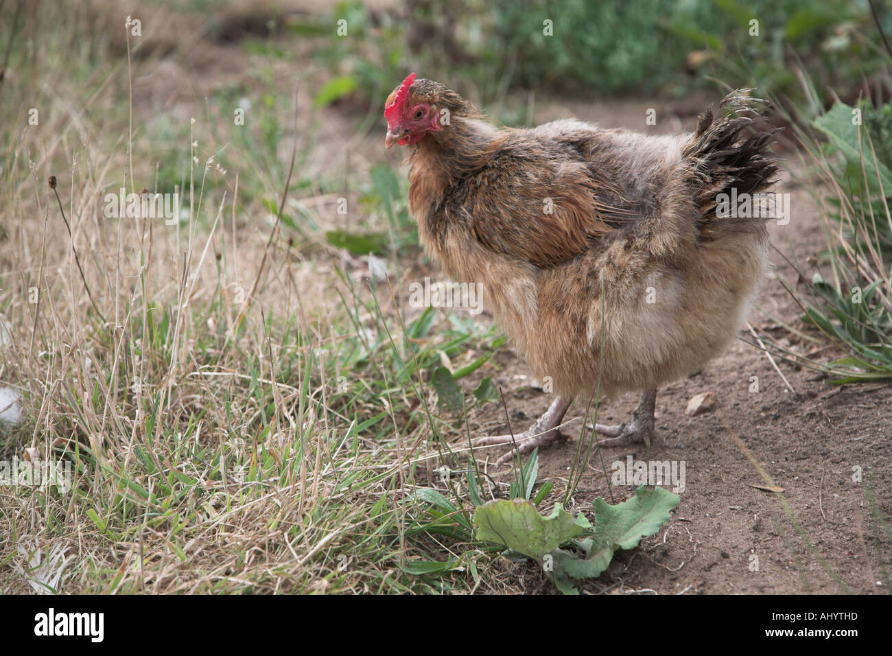 Free range young fluffy feathered hen Stock Photo - Alamy