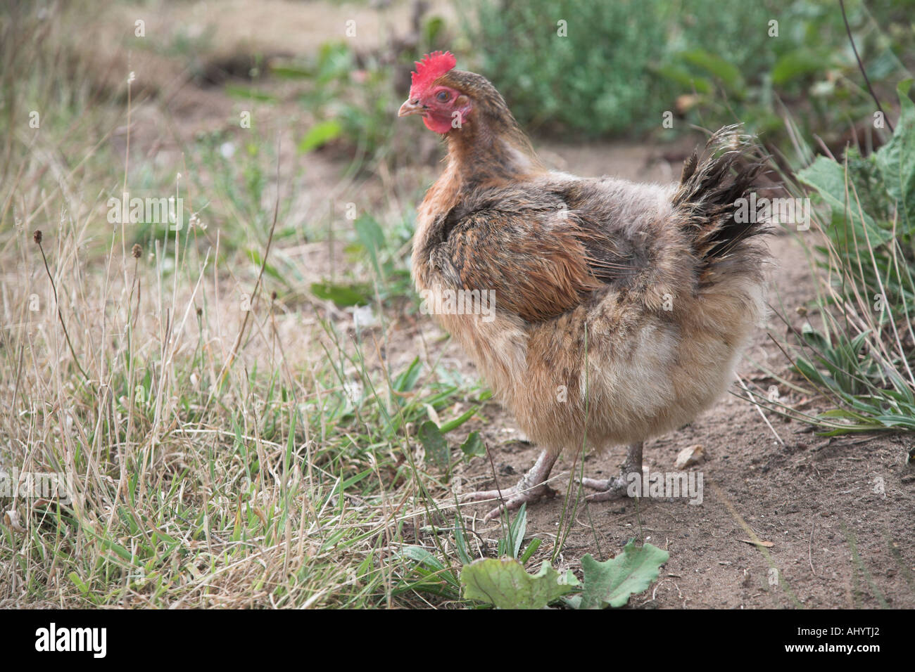Free range young fluffy feathered hen Stock Photo - Alamy