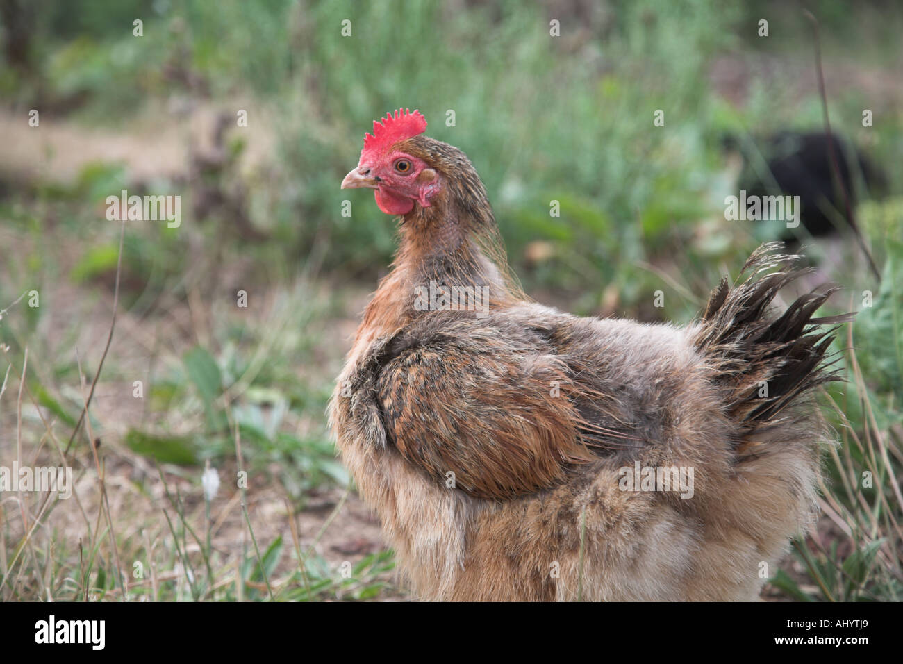 Free range young fluffy feathered hen Stock Photo - Alamy