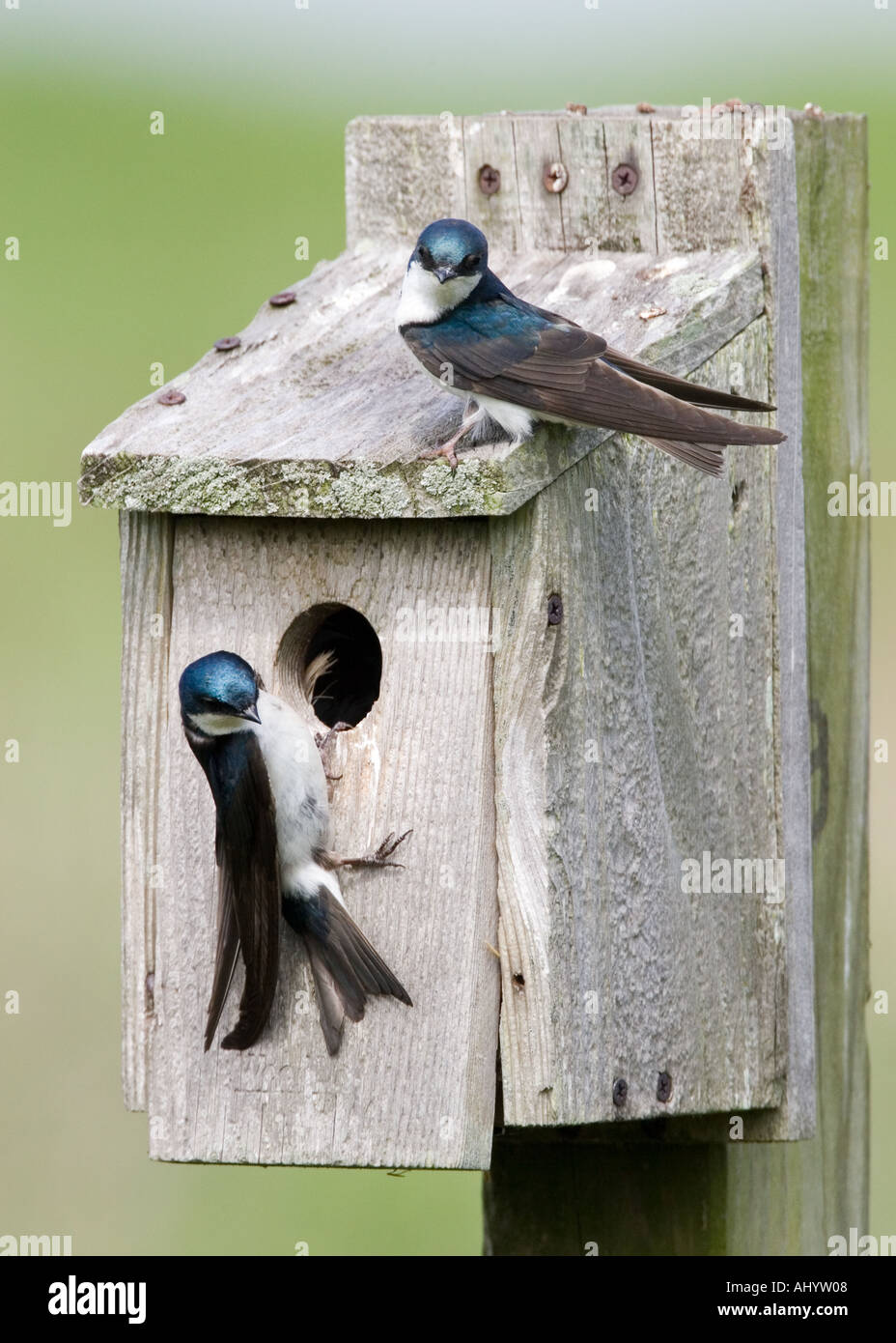 MALE TREE SWALLOW Stock Photo - Alamy