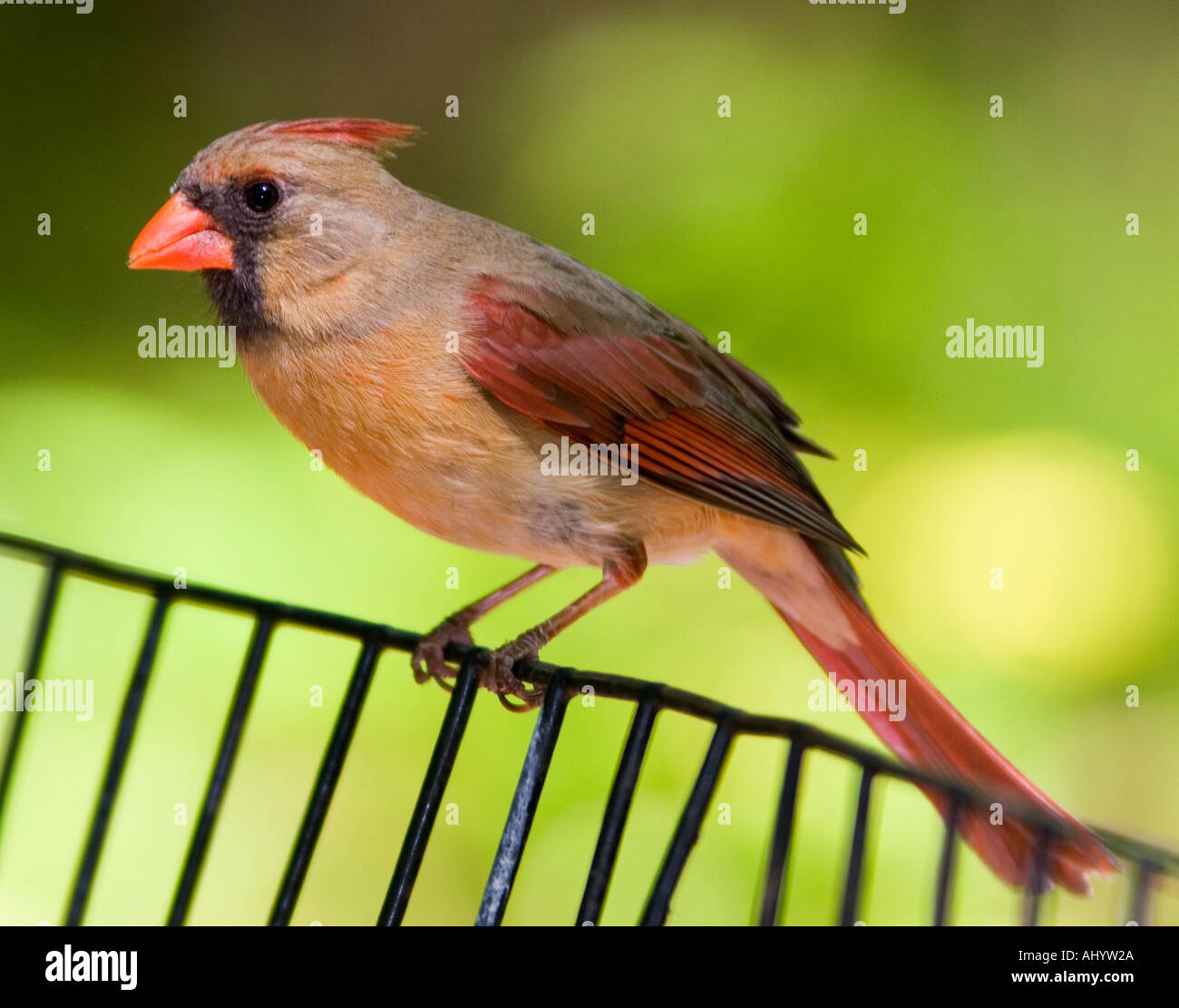 Female cardinal on fence hi-res stock photography and images - Alamy