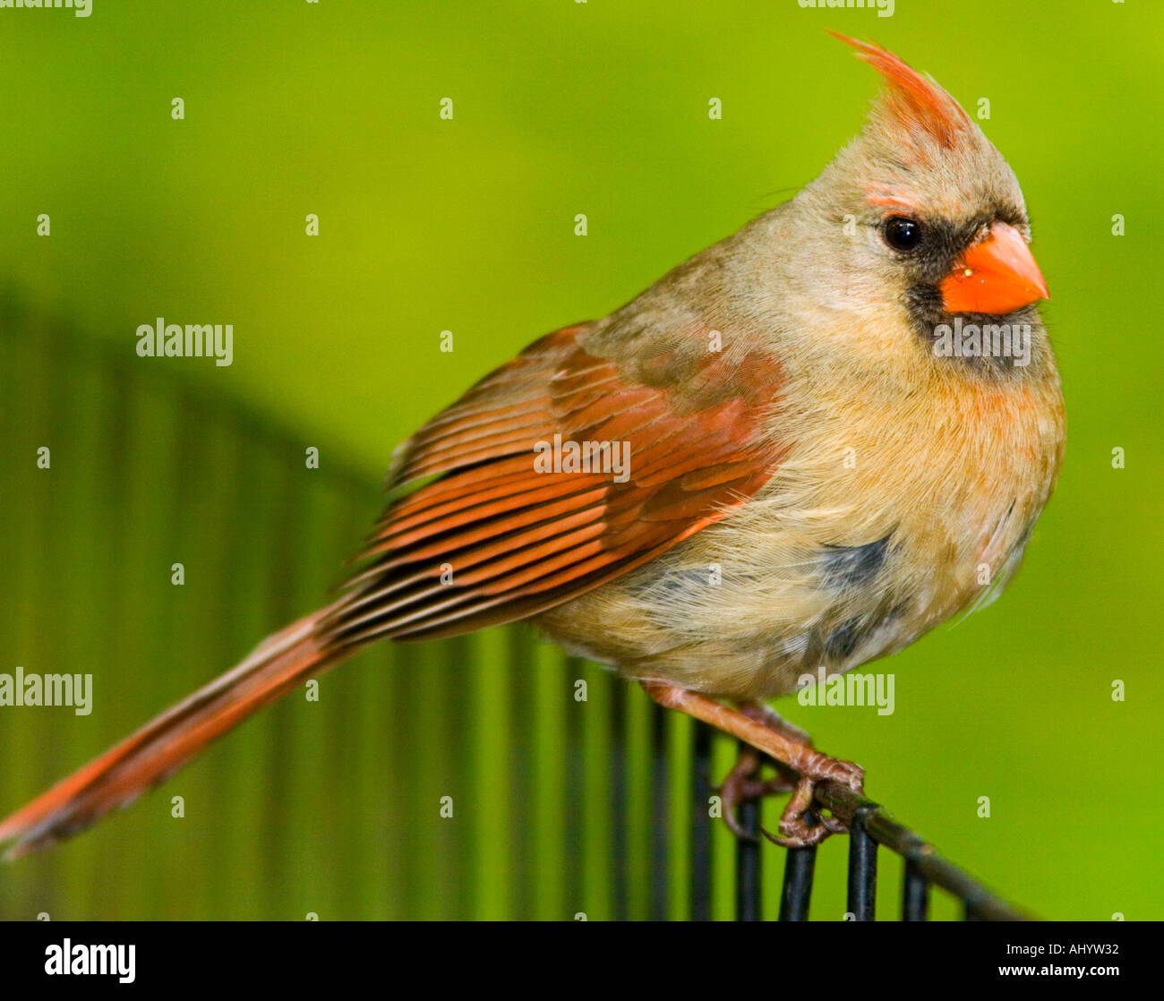 Female cardinal on fence hi-res stock photography and images - Alamy