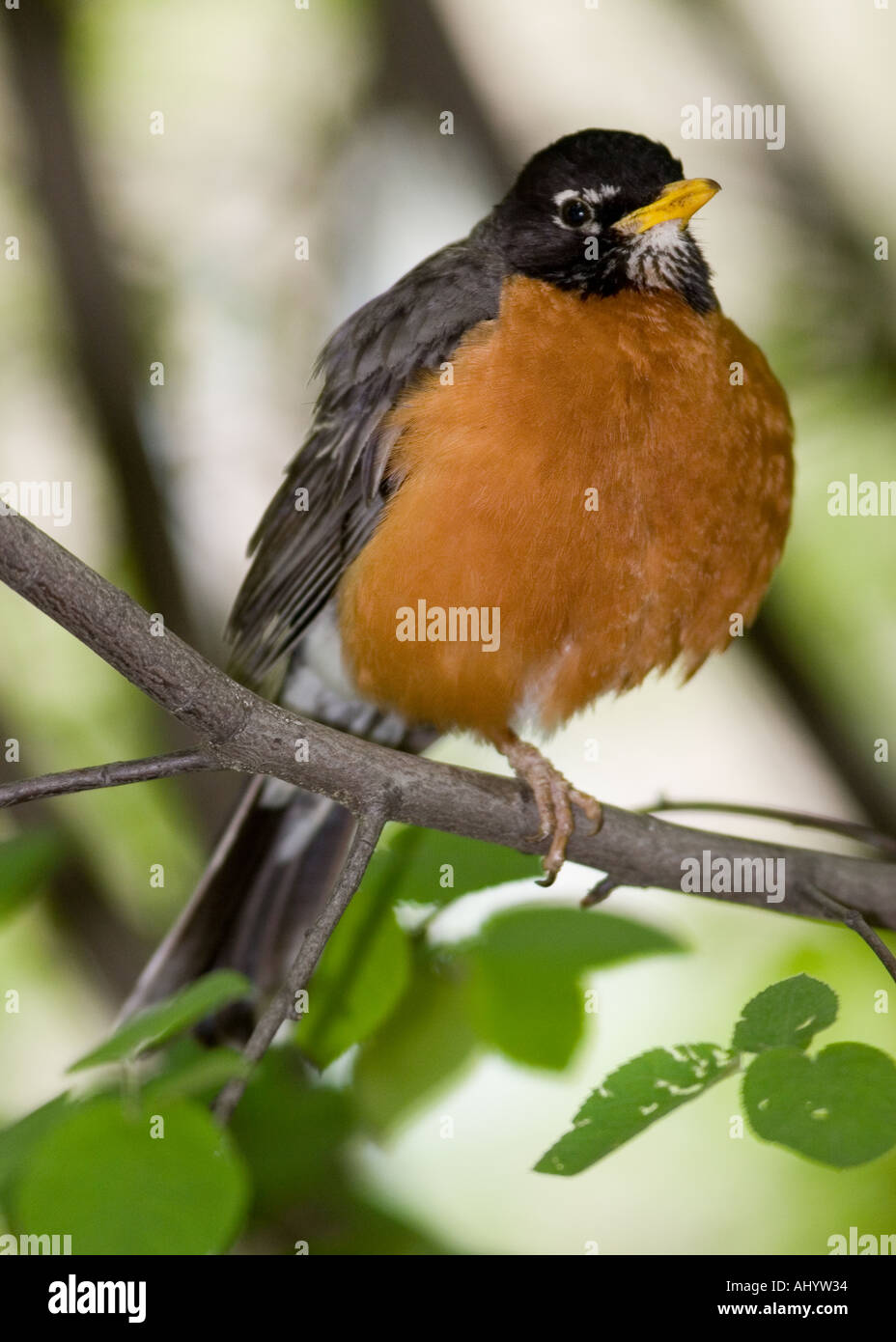 robin in spring Stock Photo - Alamy